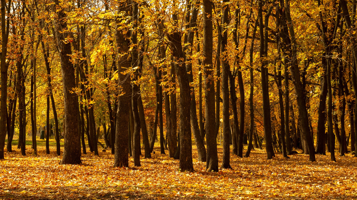 Mastering autumn disc golf: Essential tips for your fall game – Discgolf.eu